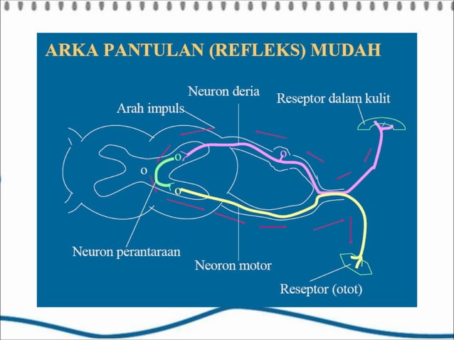 Power Point Anatomi & Fisiologi (Sistem Saraf) | PPT