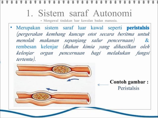 Power Point Anatomi & Fisiologi (Sistem Saraf) | PPT