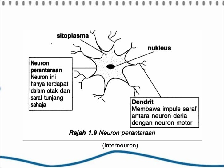 Power Point Anatomi & Fisiologi (Sistem Saraf)
