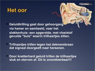 Lawaai op het werk | PPT