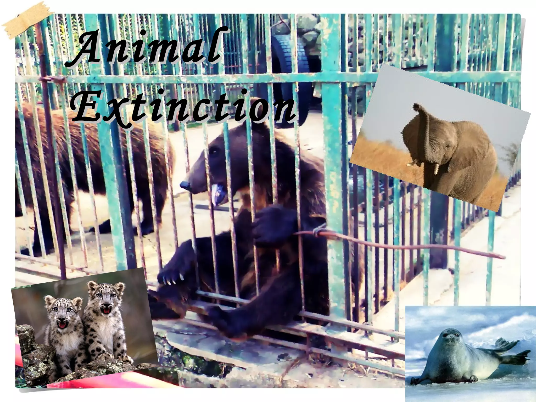 Animal Extinction | PPT