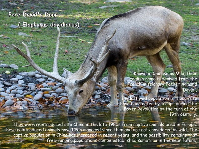 Animal Extinction | PPT