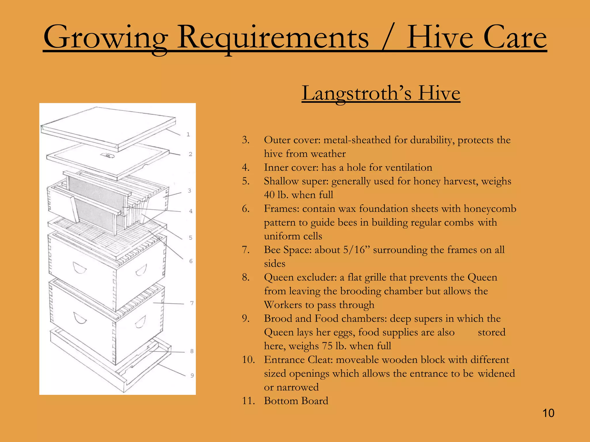 Bees, Pollination & Honey | PPT
