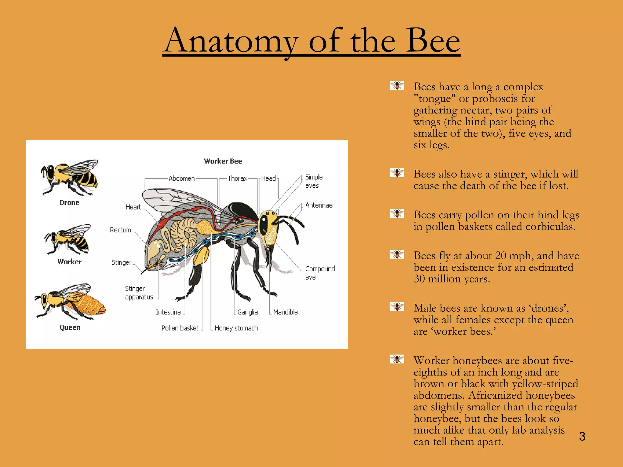 Bees, Pollination & Honey | PPT