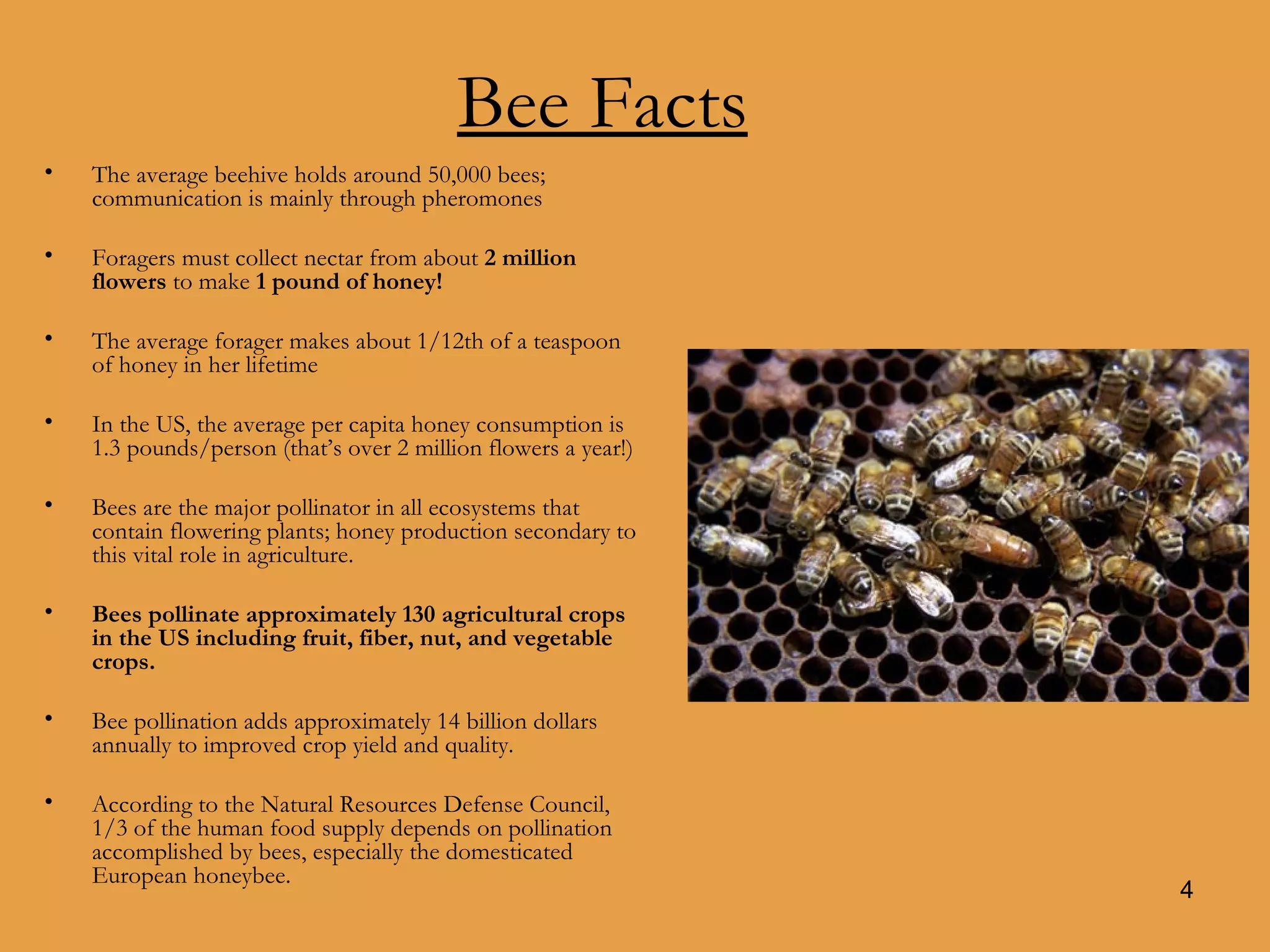 Bees, Pollination & Honey | PPT