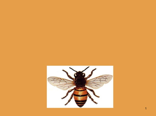 Bees, Pollination & Honey | PPT