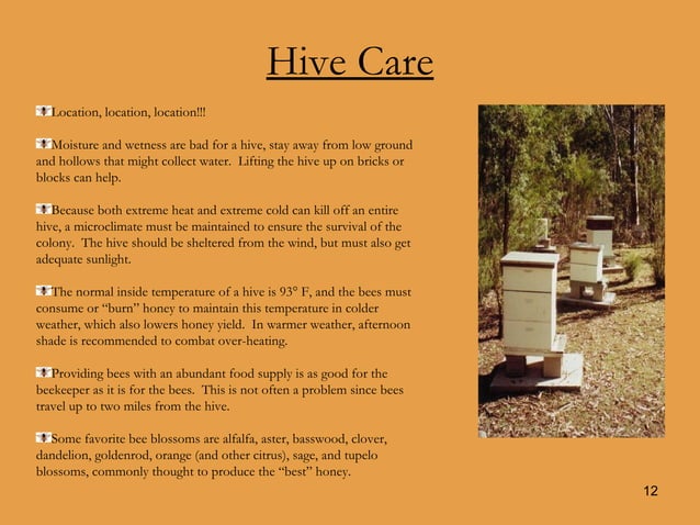 Bees, Pollination & Honey | PPT