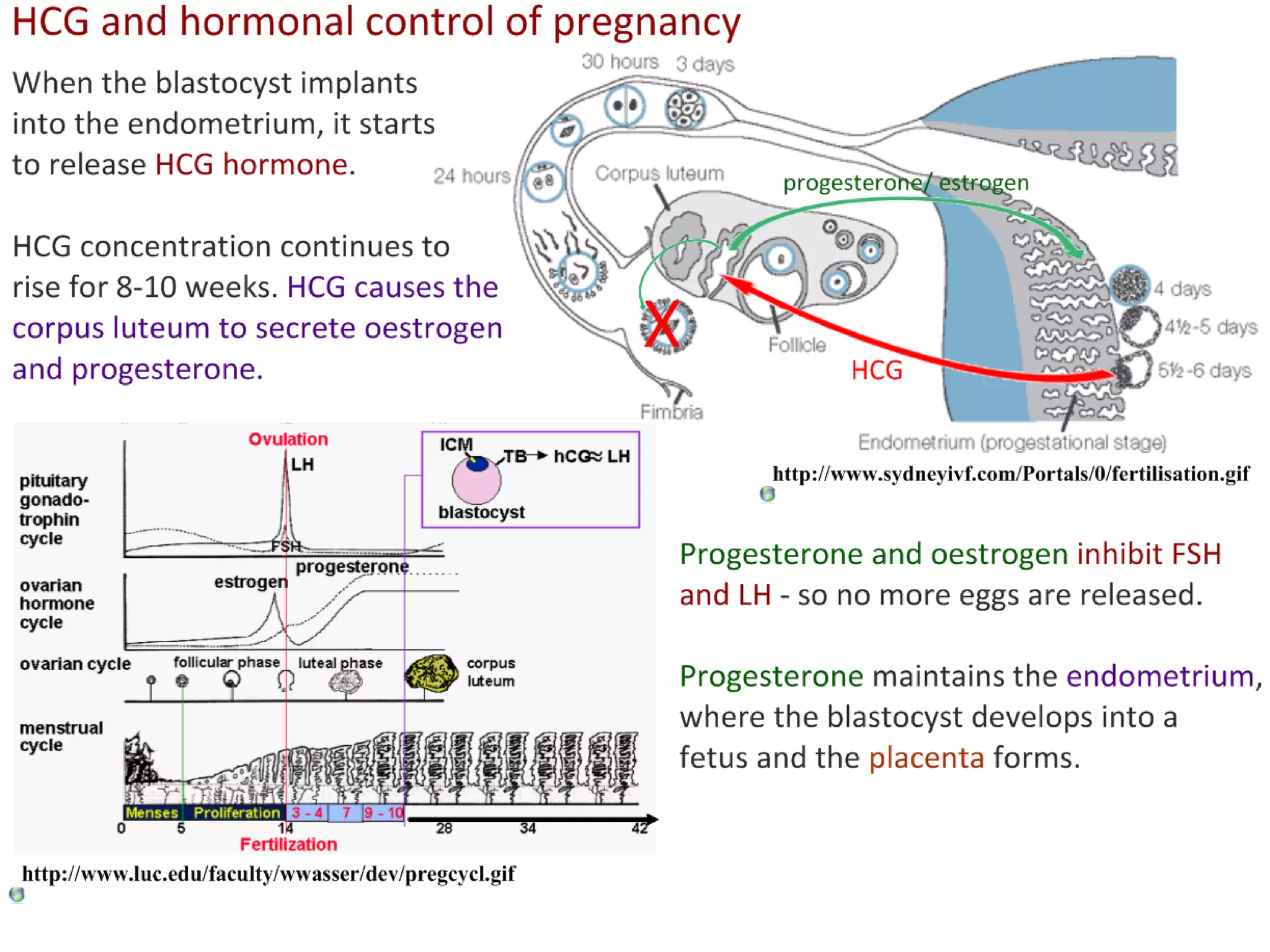 Reproduction (AHL) | PPT