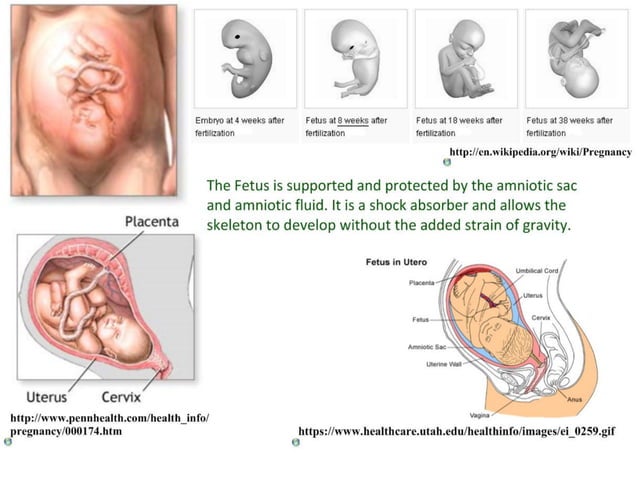 Reproduction (AHL) | PPT