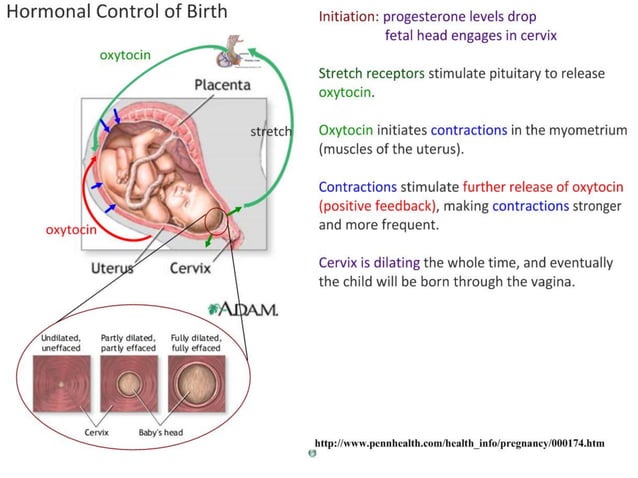 Reproduction (AHL) | PPT
