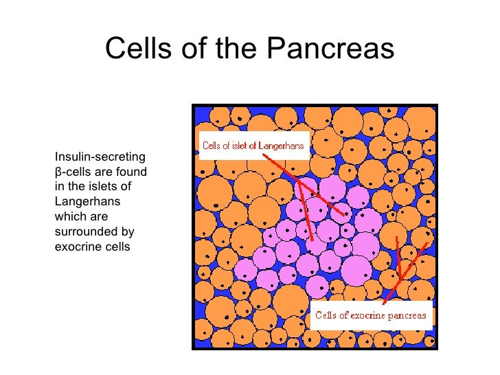 Reprogramming Pancreatic Cells