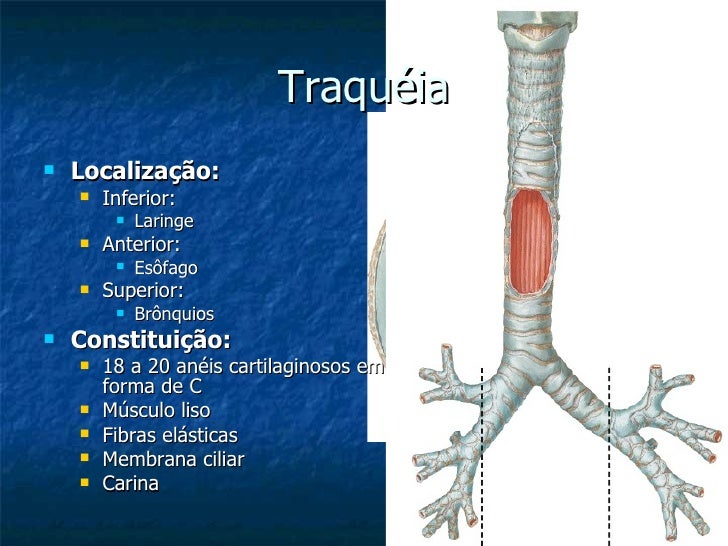 Sistema Respiratório