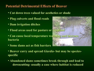 The Role of Beaver in Southwest Montana | PPT
