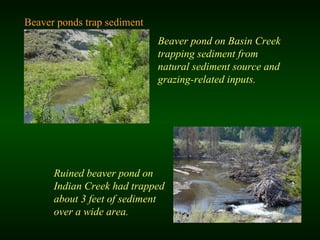 The Role of Beaver in Southwest Montana | PPT