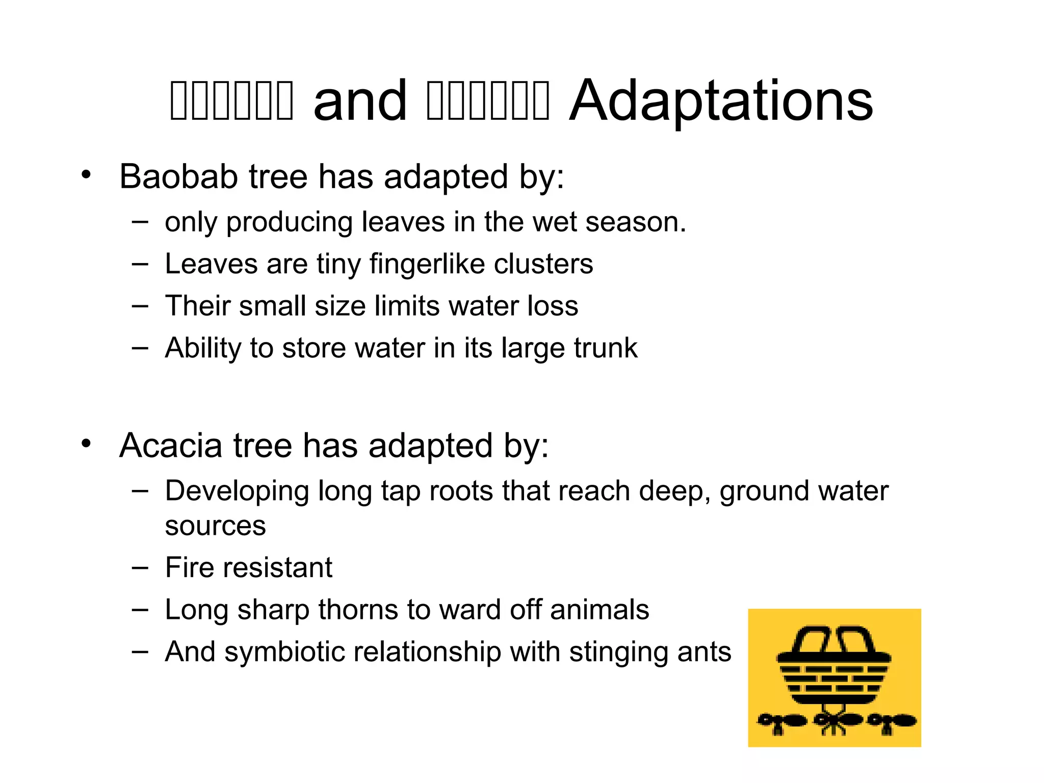 Tropical Savanna Biome | PPT