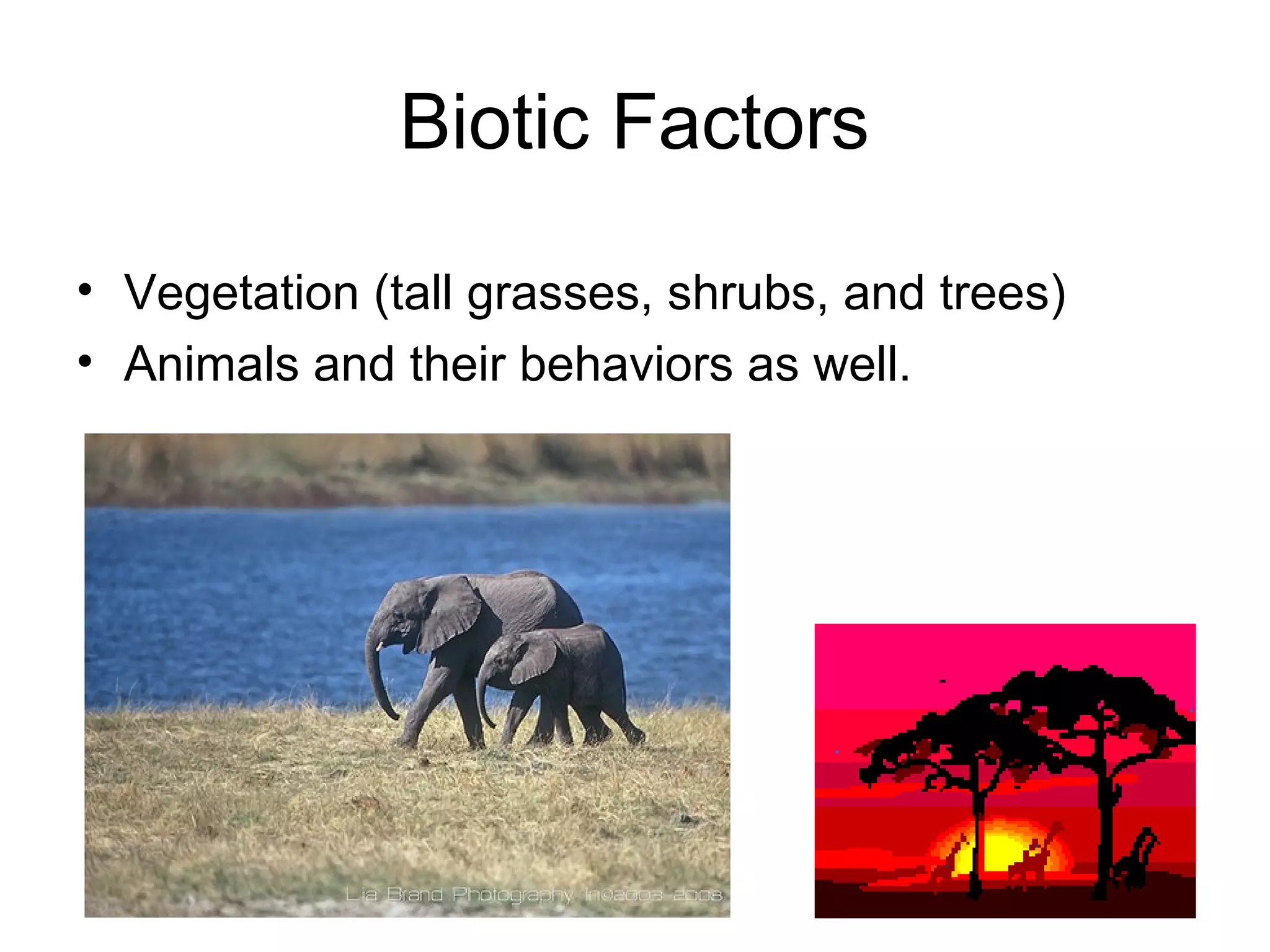 Tropical Savanna Biome | PPT