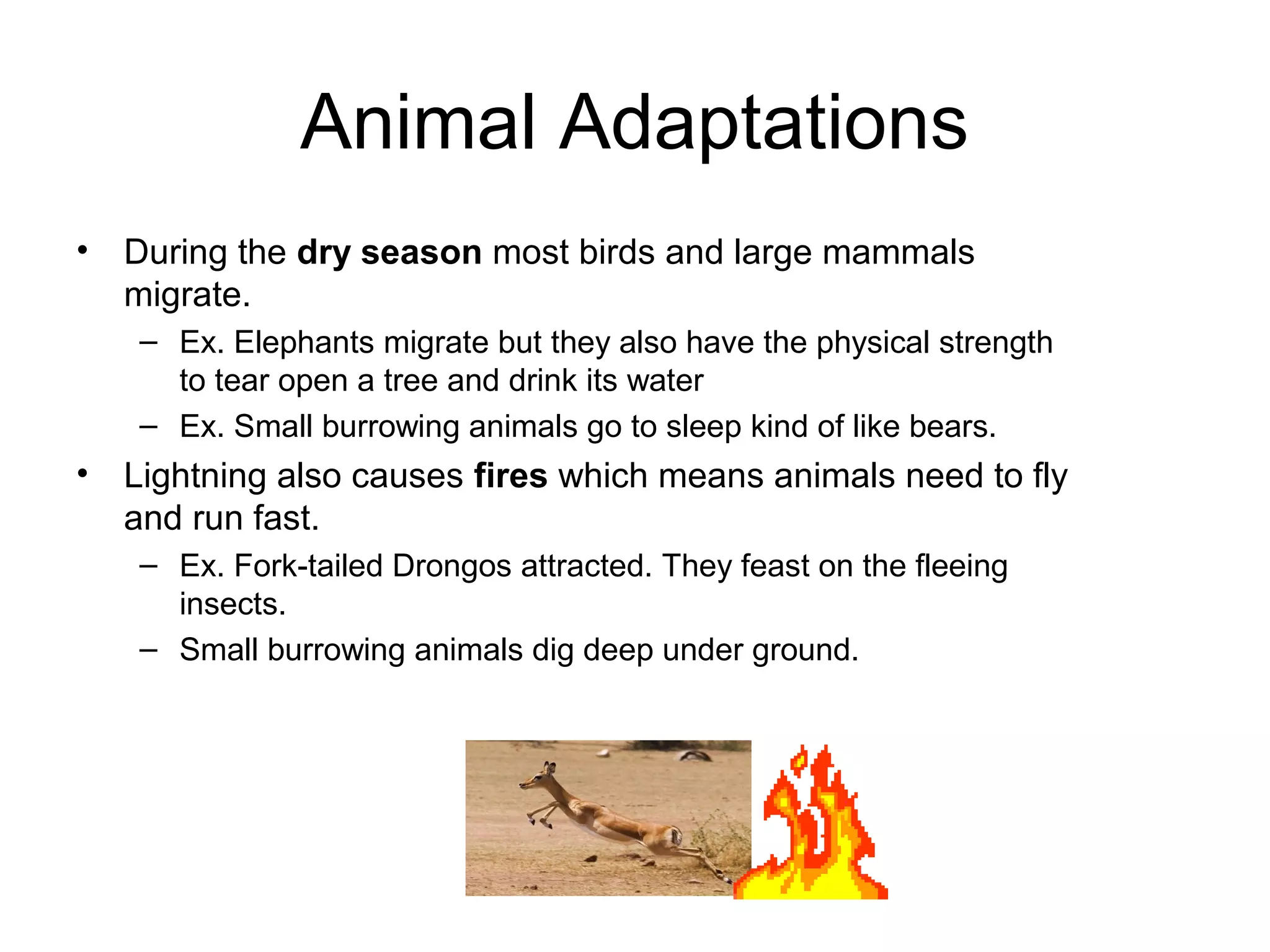 Tropical Savanna Biome | PPT
