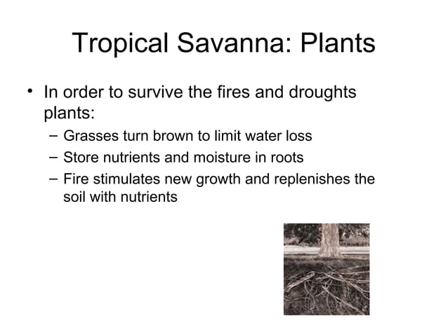 Tropical Savanna Biome | PPT