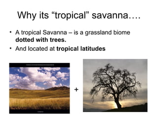 Tropical Savanna Biome | PPT
