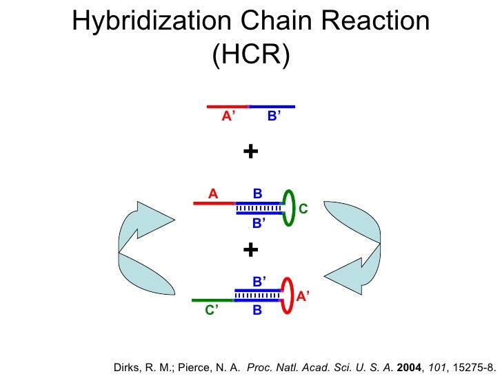 Hybridization Chain Reaction