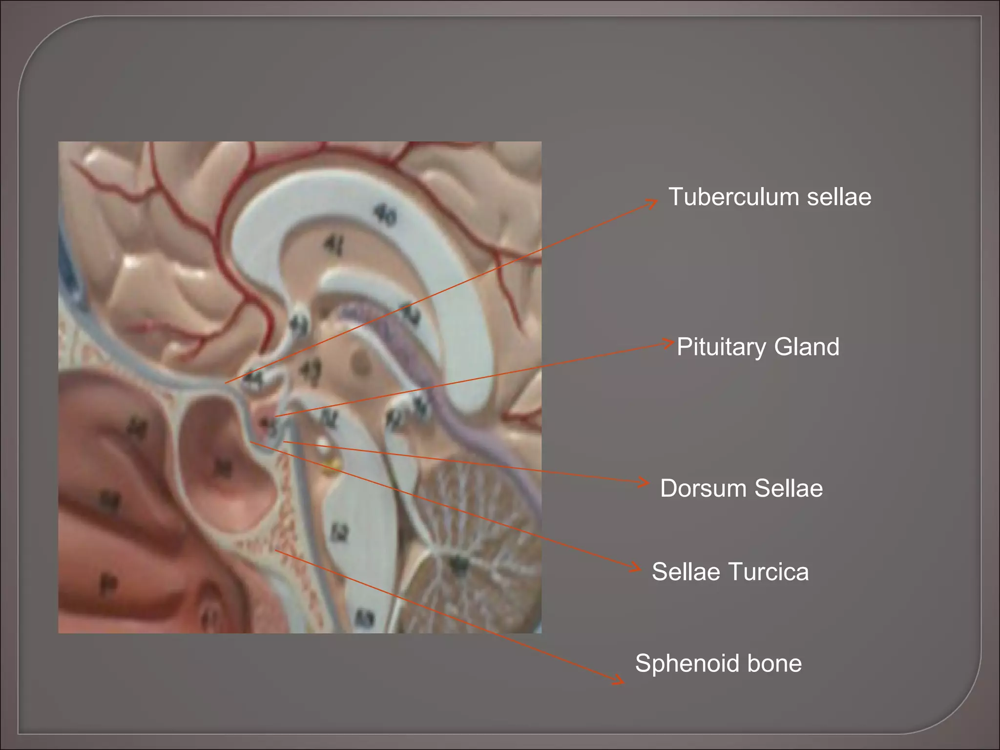 The Endocrine System | PPT