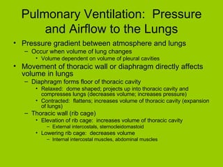 The Respiratory System | PPT