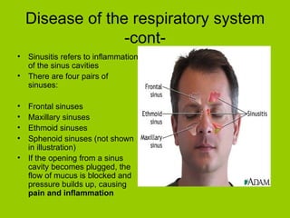 The Respiratory System | PPT