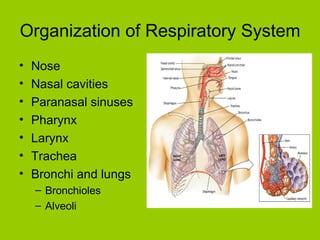 The Respiratory System | PPT
