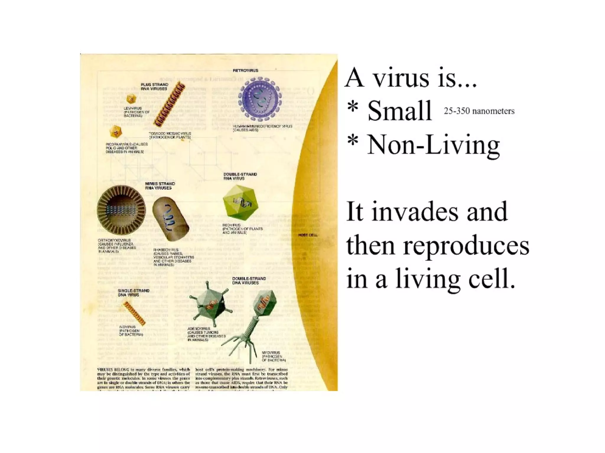 Viruses | PPT