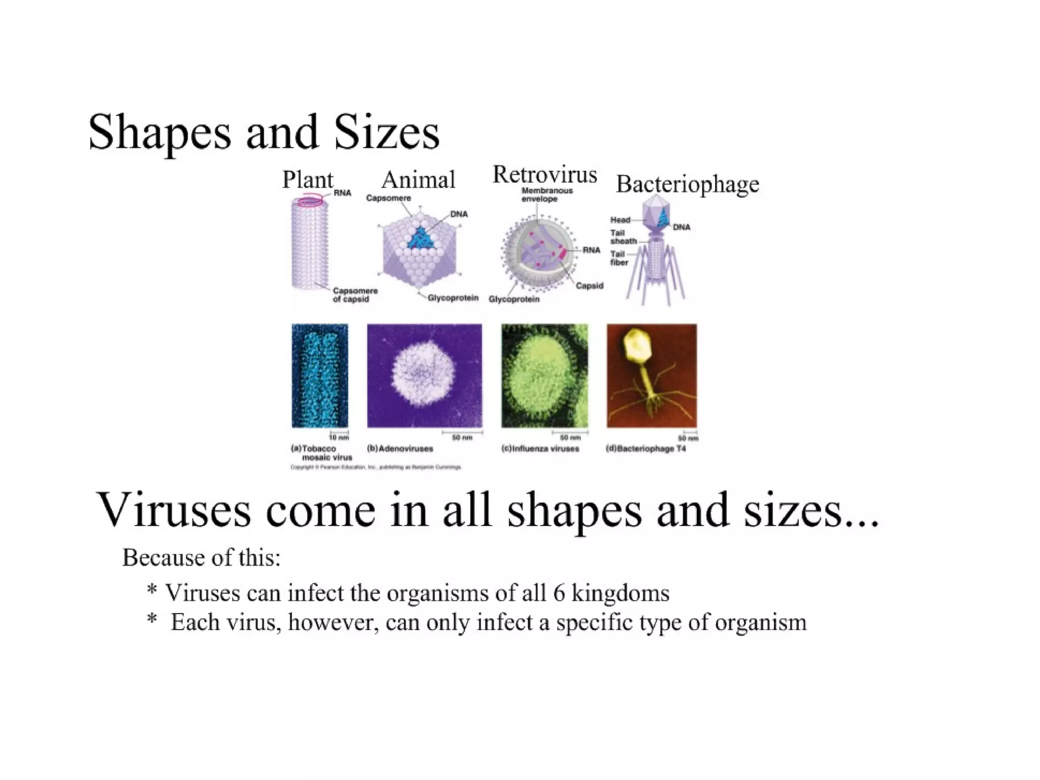 Viruses | PPT