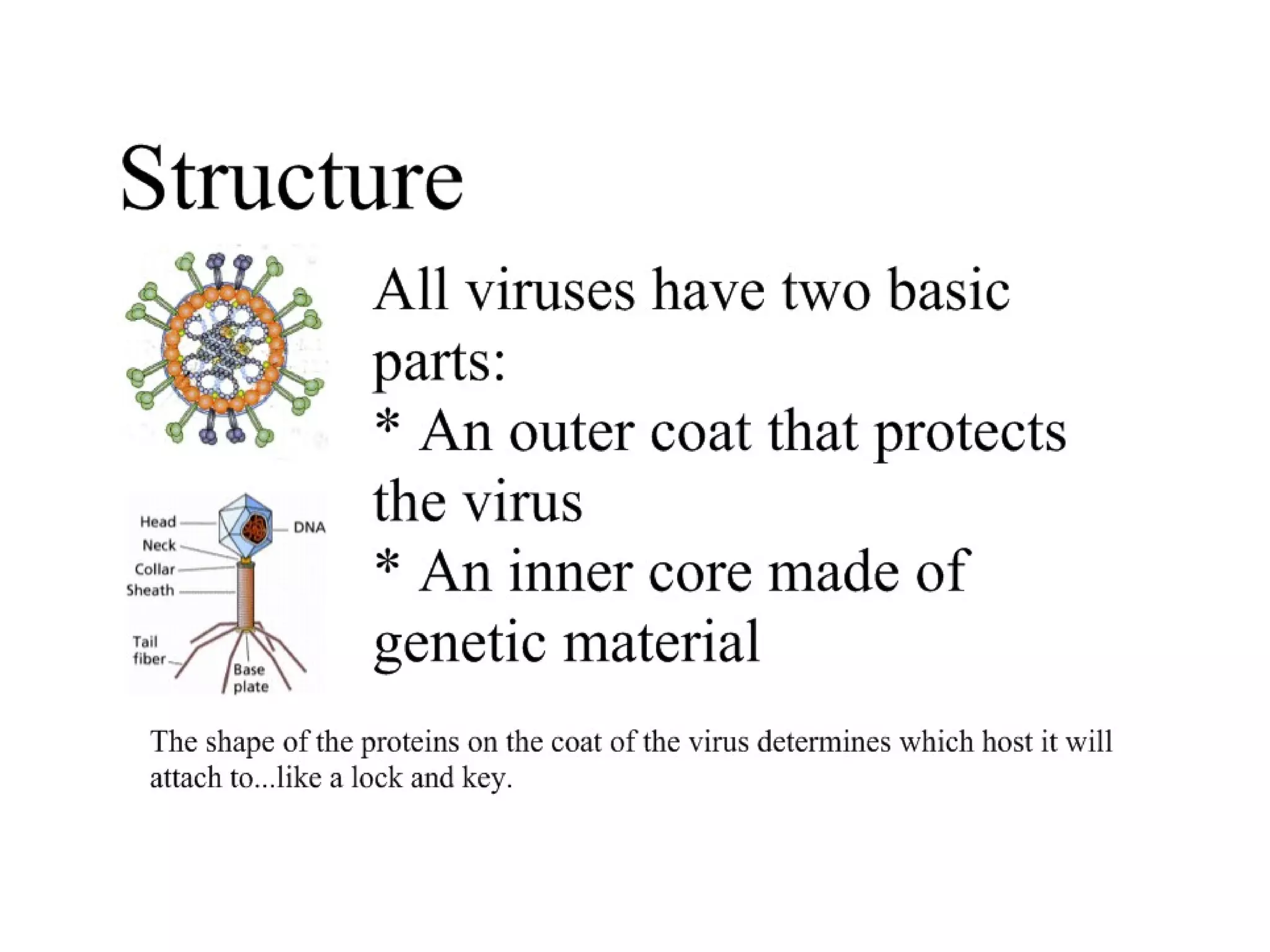 Viruses | PPT