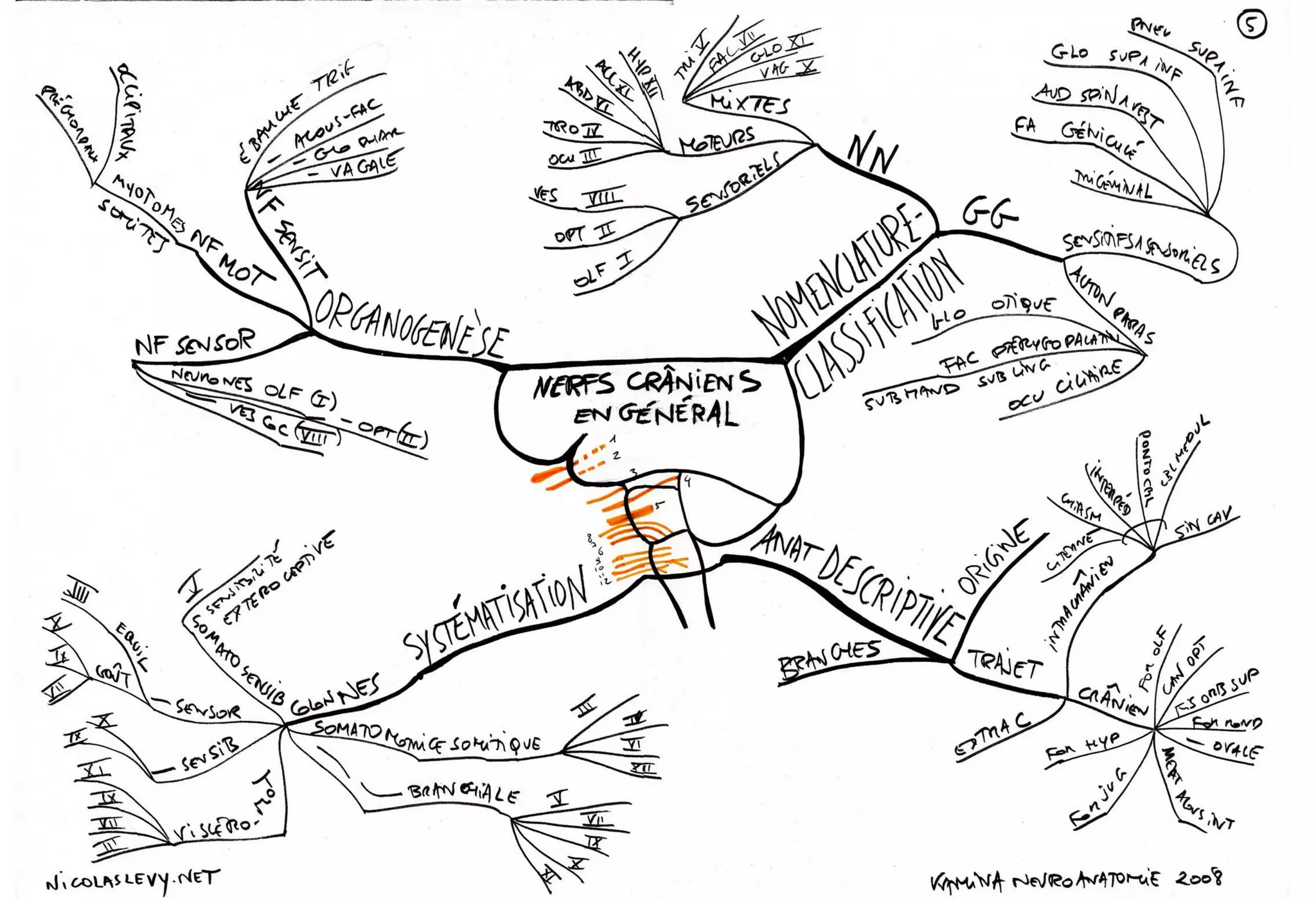 Mind maps cartes mappe mapas : neuroanatomy neuroanatomy neuroanatomia ...