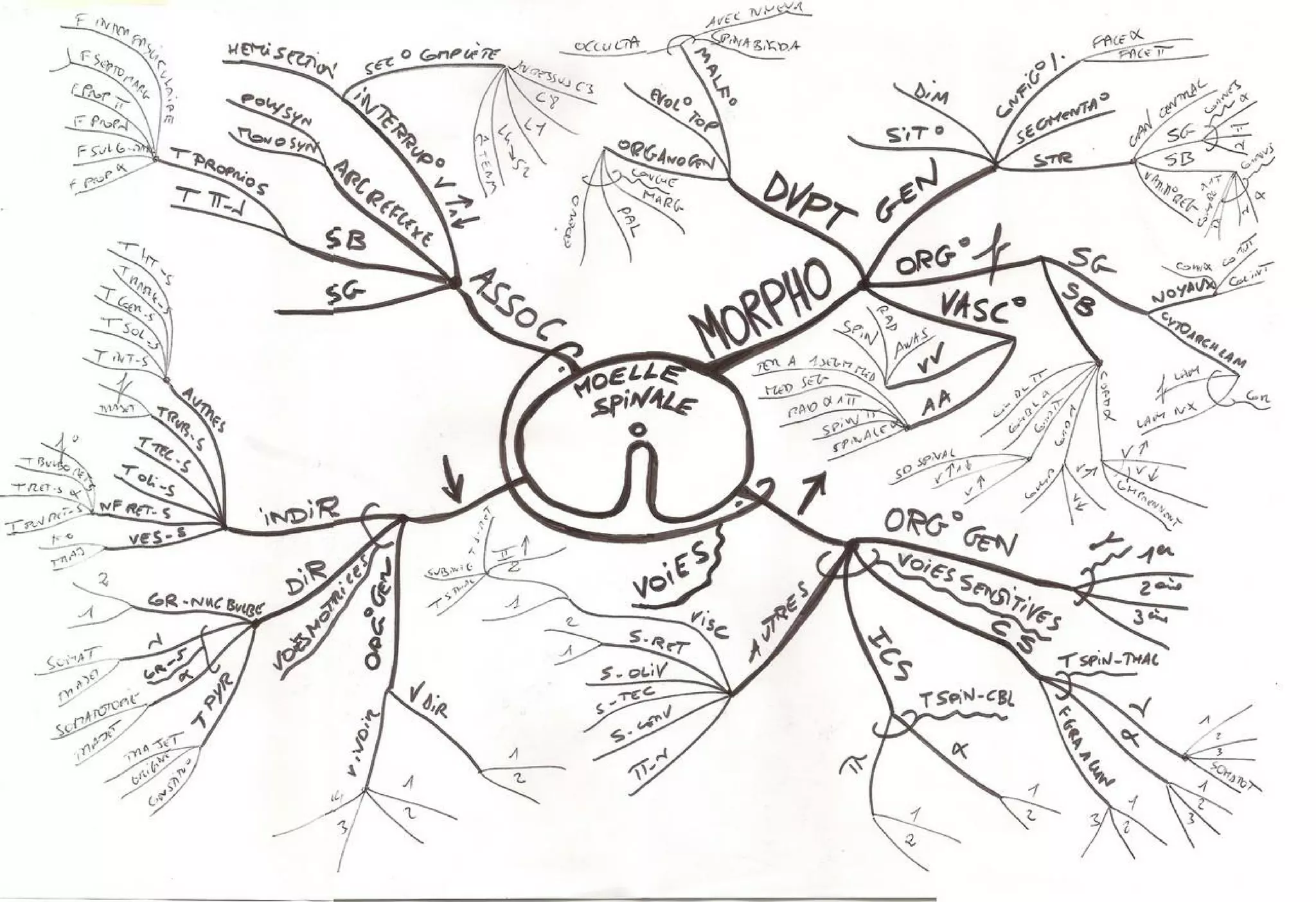 Mind maps cartes mappe mapas : neuroanatomy neuroanatomy neuroanatomia ...