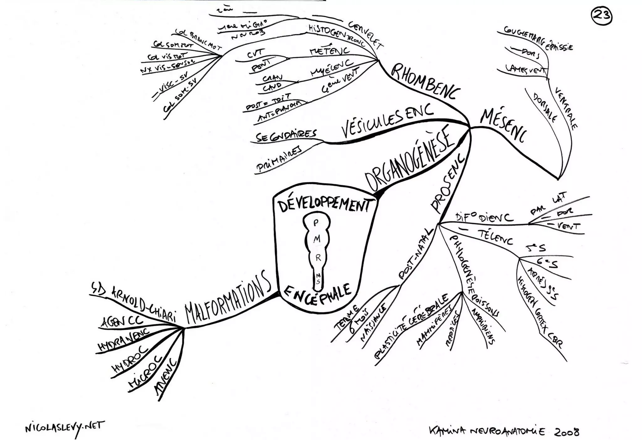 Mind maps cartes mappe mapas : neuroanatomy neuroanatomy neuroanatomia ...