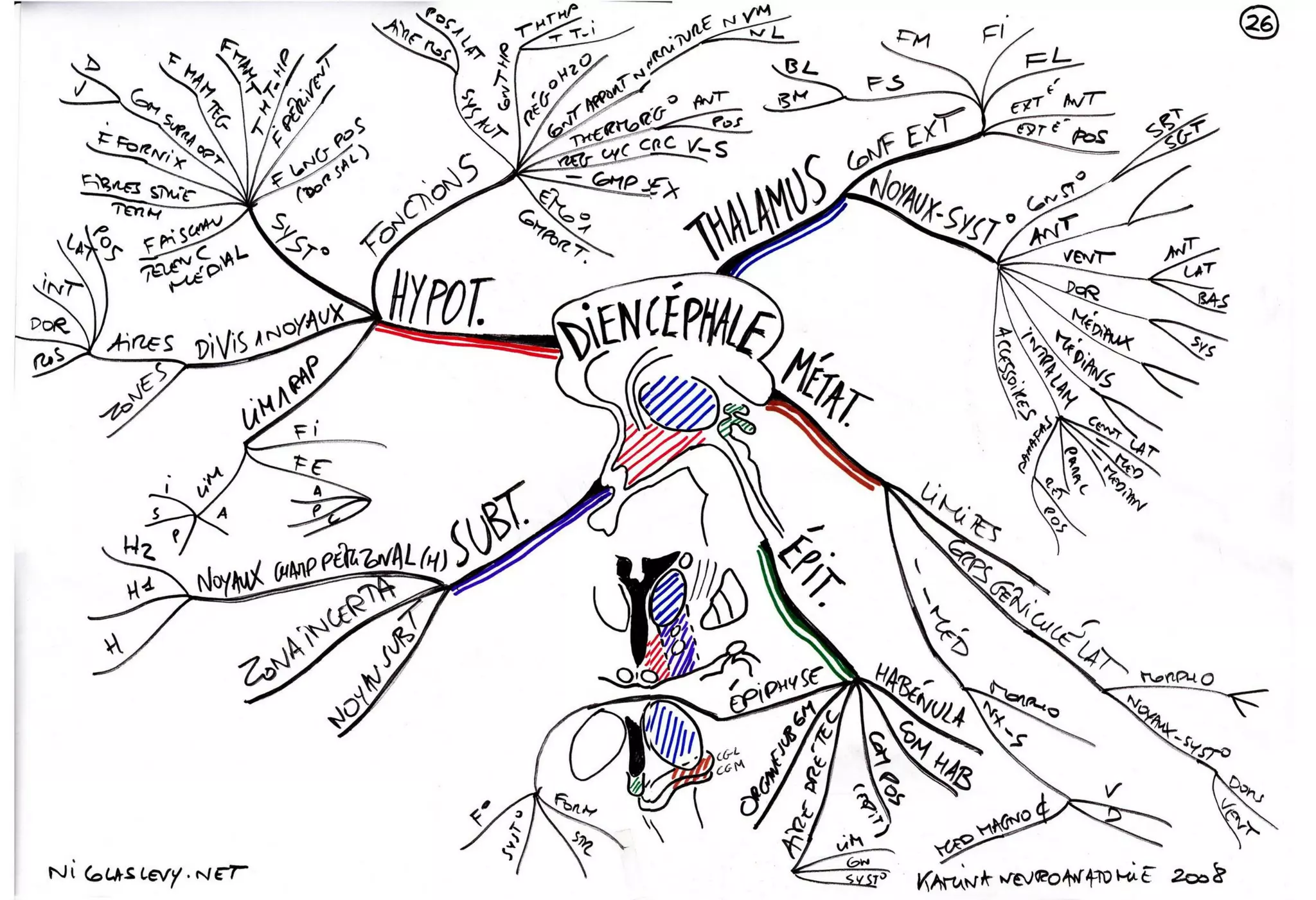 Mind maps cartes mappe mapas : neuroanatomy neuroanatomy neuroanatomia ...