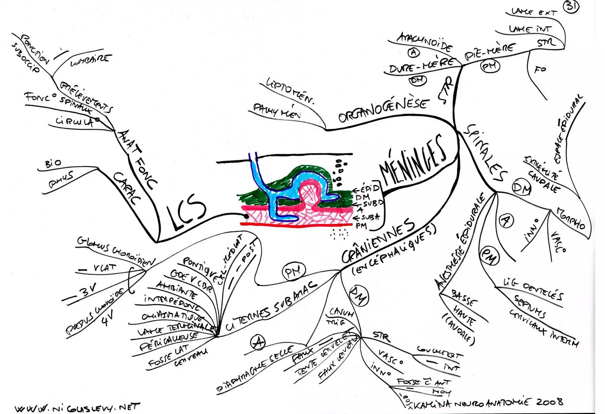 Mind maps cartes mappe mapas : neuroanatomy neuroanatomy neuroanatomia ...