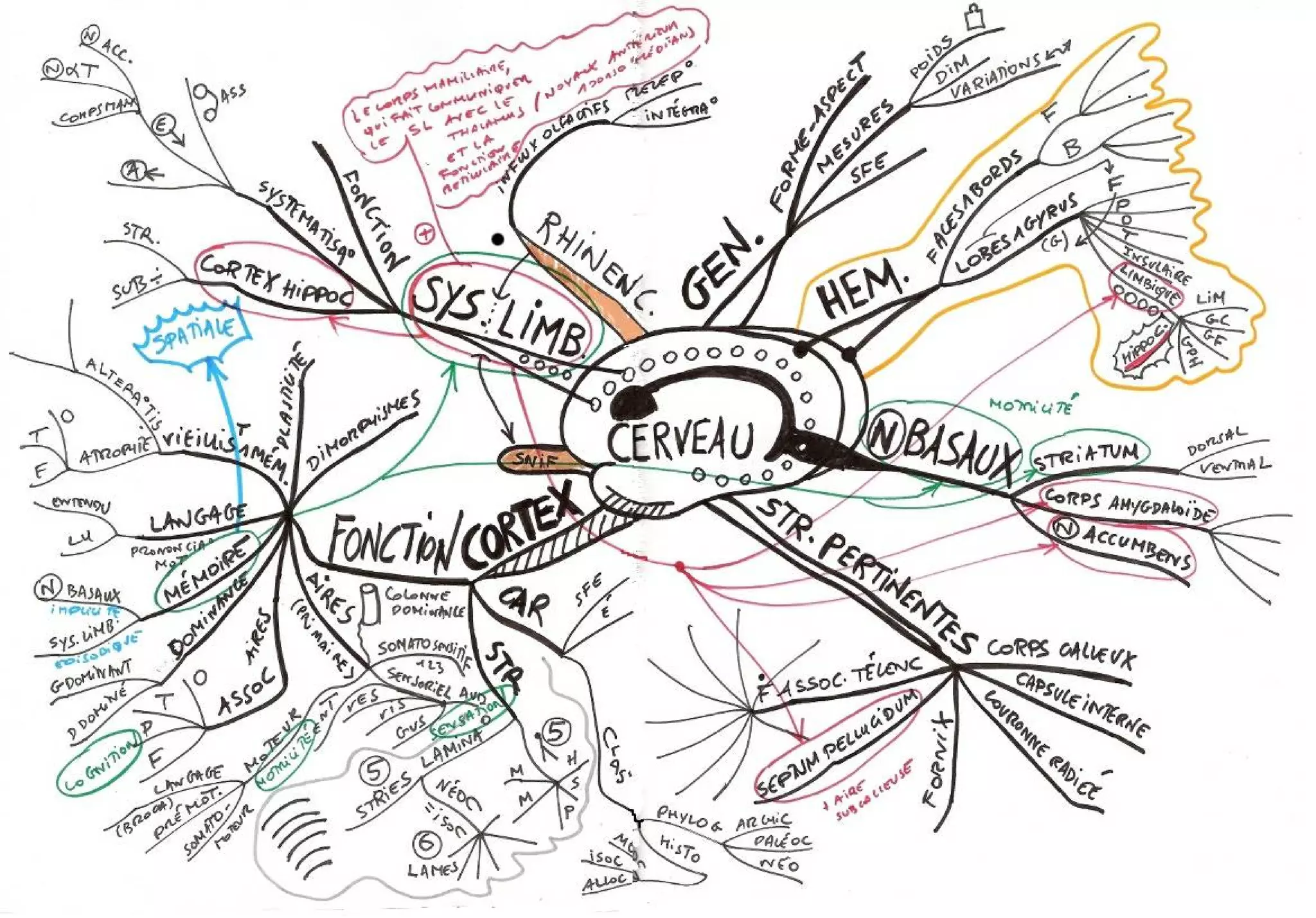 Mind maps cartes mappe mapas : neuroanatomy neuroanatomy neuroanatomia ...
