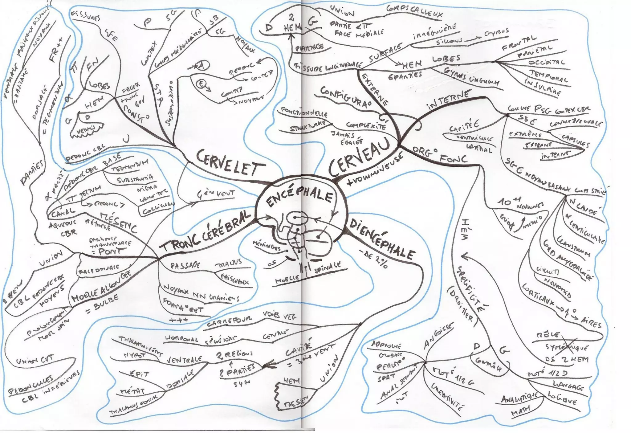 Mind maps cartes mappe mapas : neuroanatomy neuroanatomy neuroanatomia ...