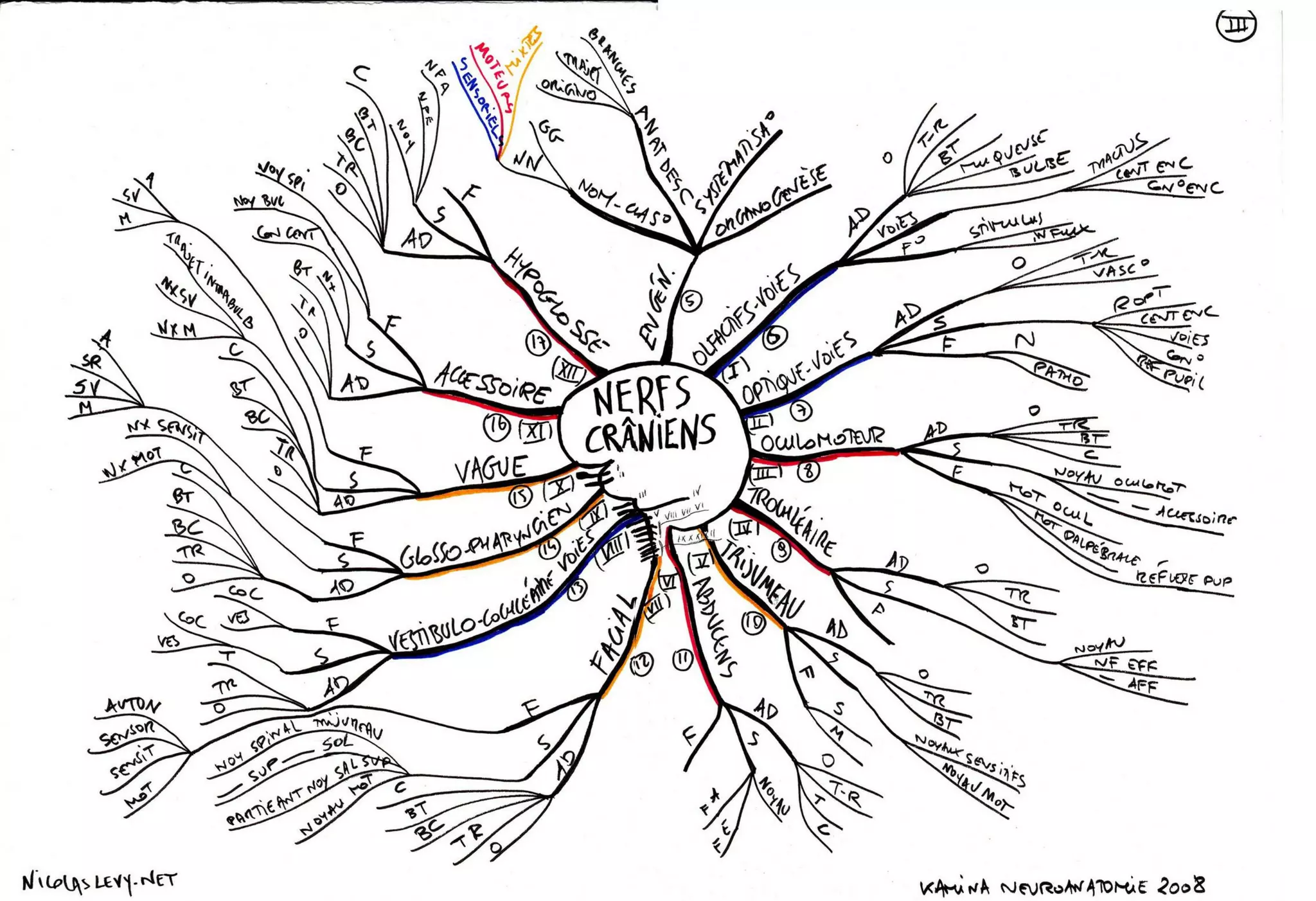 Mind maps cartes mappe mapas : neuroanatomy neuroanatomy neuroanatomia ...