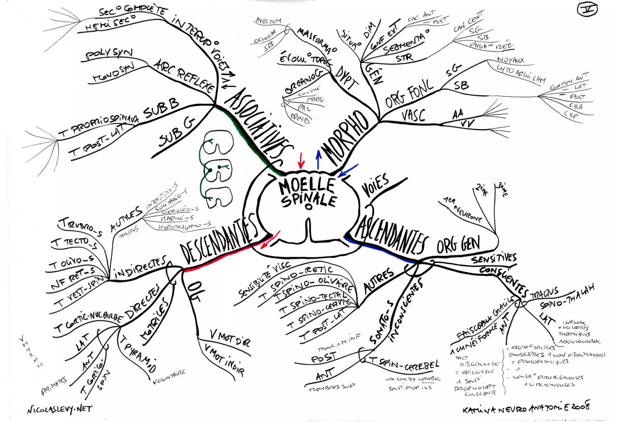 Mind maps cartes mappe mapas : neuroanatomy neuroanatomy neuroanatomia ...