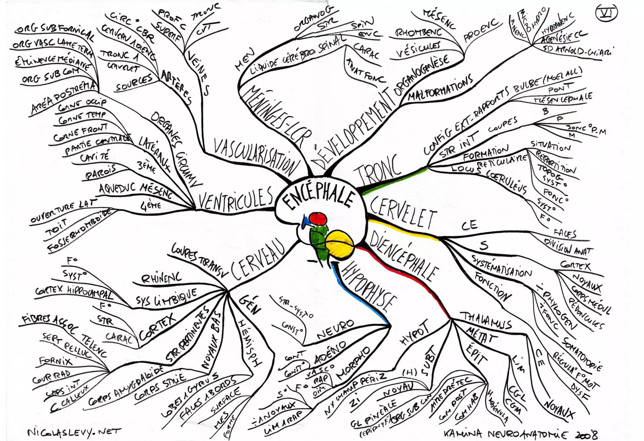 Mind maps cartes mappe mapas : neuroanatomy neuroanatomy neuroanatomia ...