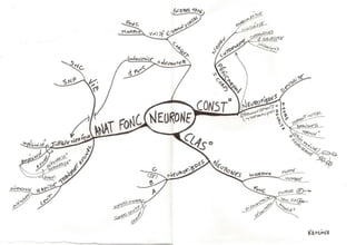 Mind maps cartes mappe mapas : neuroanatomy neuroanatomy neuroanatomia ...