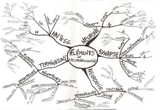 Mind maps cartes mappe mapas : neuroanatomy neuroanatomy neuroanatomia ...