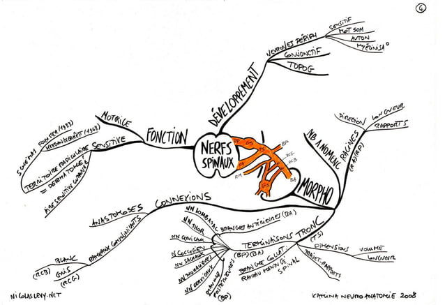 Mind maps cartes mappe mapas : neuroanatomy neuroanatomy neuroanatomia ...