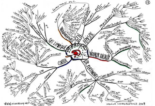 Mind maps cartes mappe mapas : neuroanatomy neuroanatomy neuroanatomia ...
