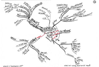Mind maps cartes mappe mapas : neuroanatomy neuroanatomy neuroanatomia ...