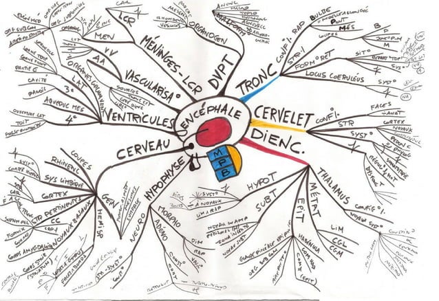 Mind maps cartes mappe mapas : neuroanatomy neuroanatomy neuroanatomia ...