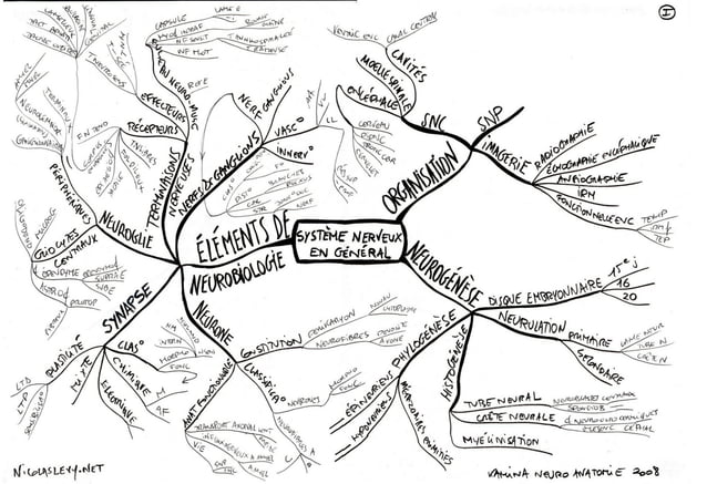 Mind maps cartes mappe mapas : neuroanatomy neuroanatomy neuroanatomia ...