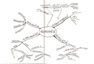 Mind maps cartes mappe mapas : neuroanatomy neuroanatomy neuroanatomia ...