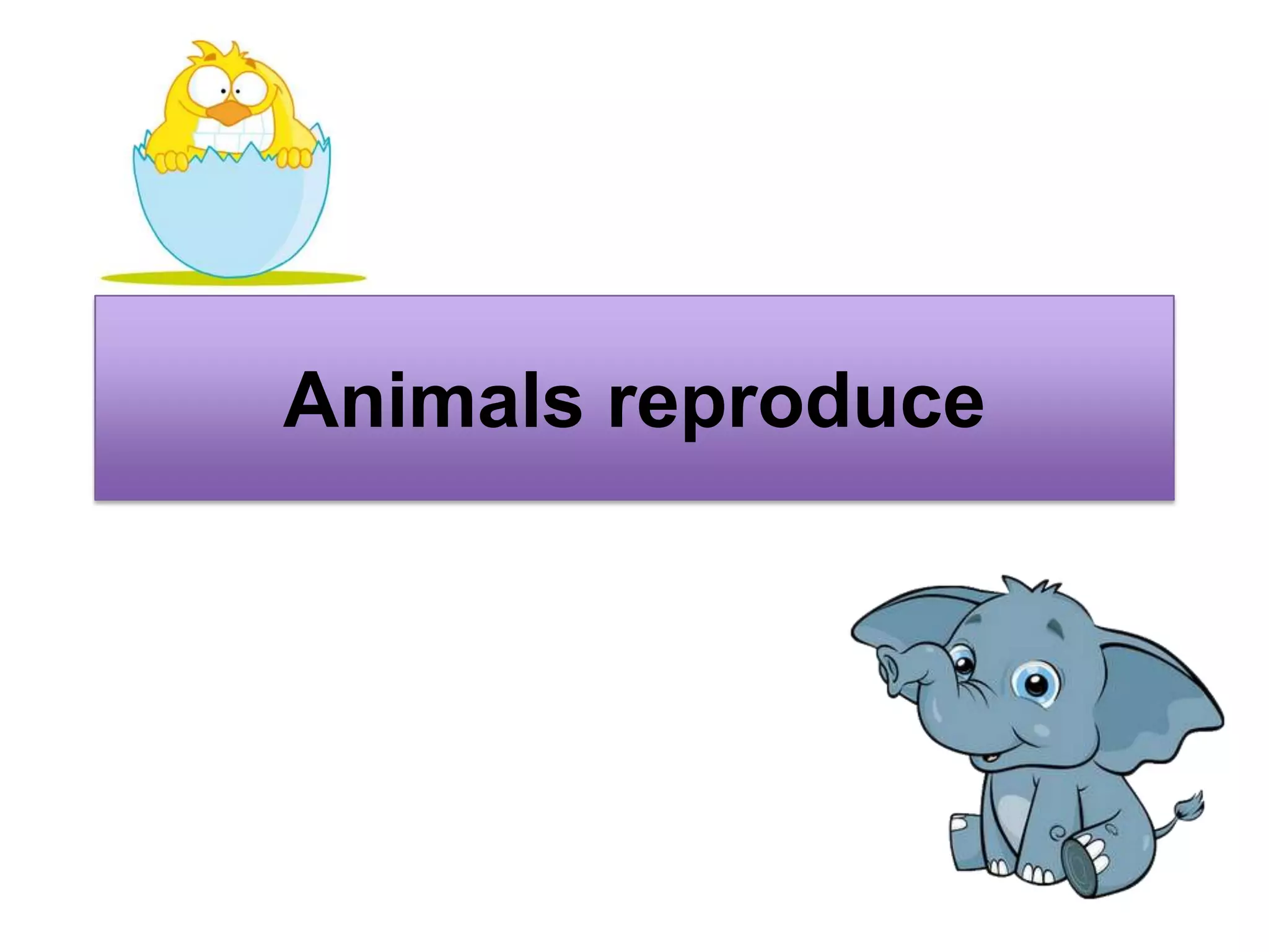 Animals reproduce | PPT